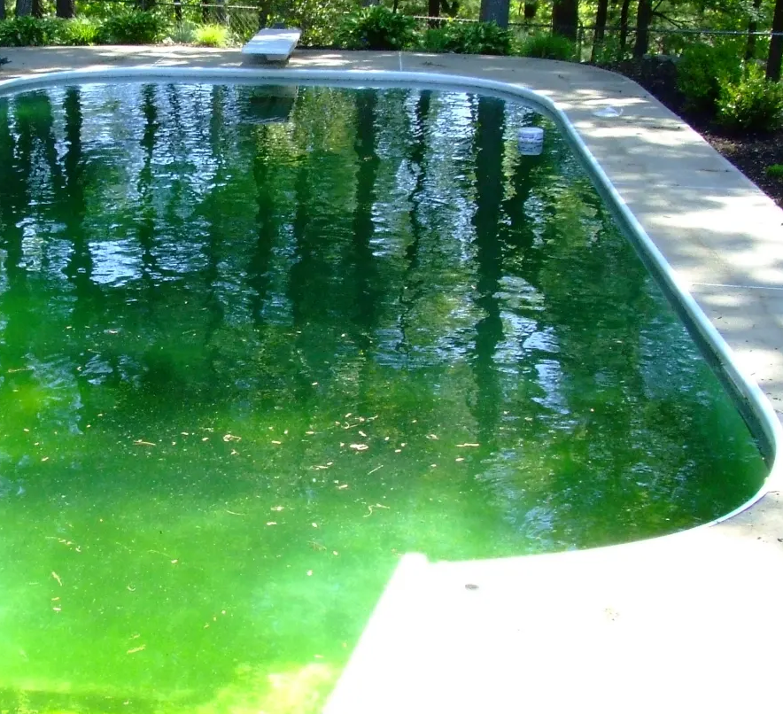 Algae Prevention For Your Pool — Pool & Spa Geniuses